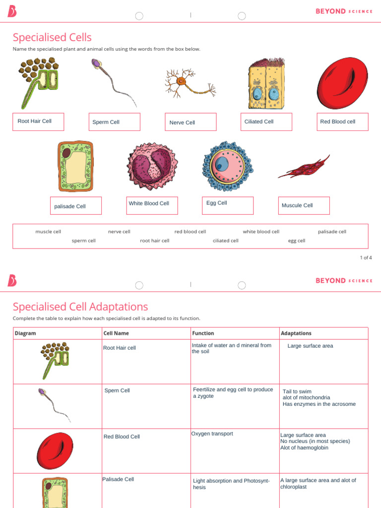 Specialised Cells Worksheet | PDF | Cell (Biology) | Sperm