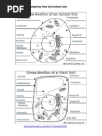 Plant and Animal Cell Structures | PDF | Endoplasmic Reticulum | Cell ...