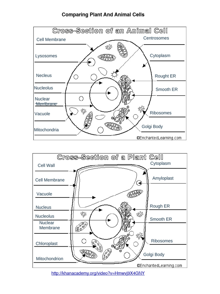 Plant vs Animal Cells Comparison Guide | PDF | Endoplasmic Reticulum ...