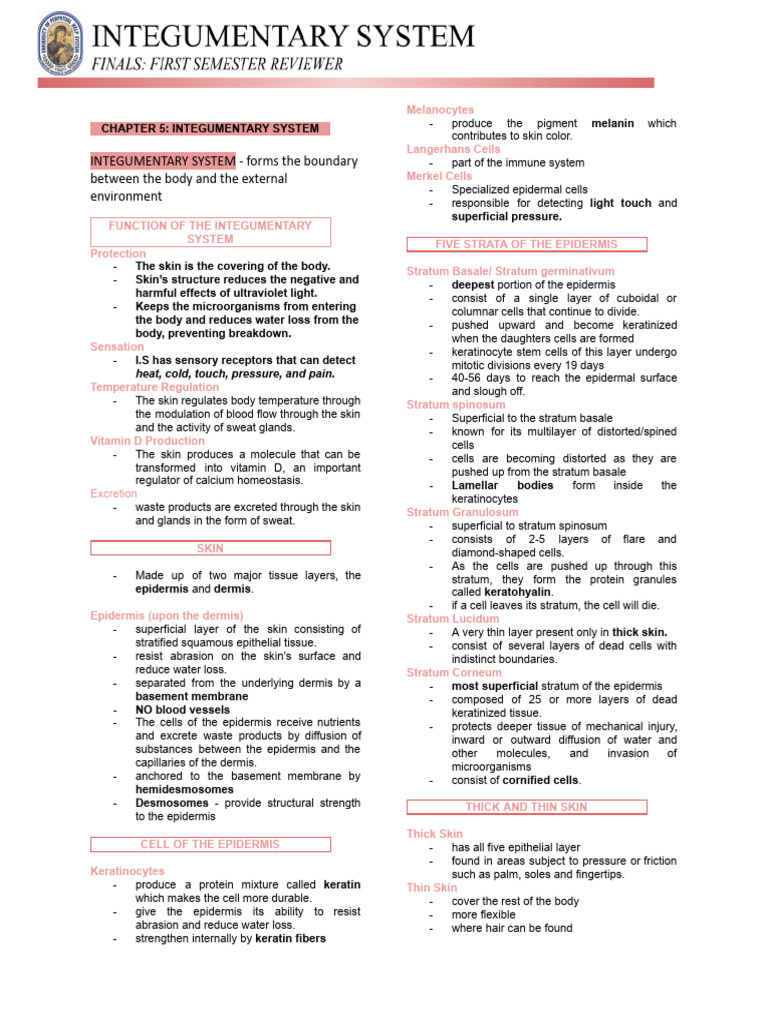 CHAPTER 5_ INTEGUMENTARY SYSTEM | PDF | Skin | Epidermis