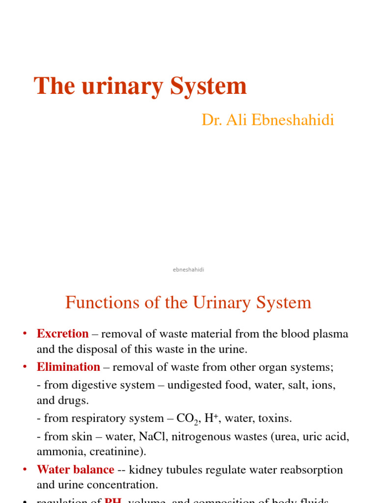Overview of the Urinary System Functions | PDF | Kidney | Urinary System