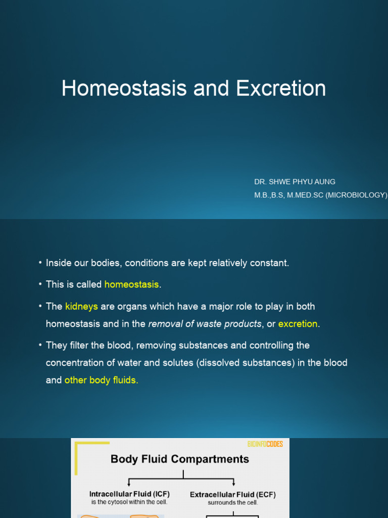 Homeostasis and Excretion | PDF | Kidney | Physiology