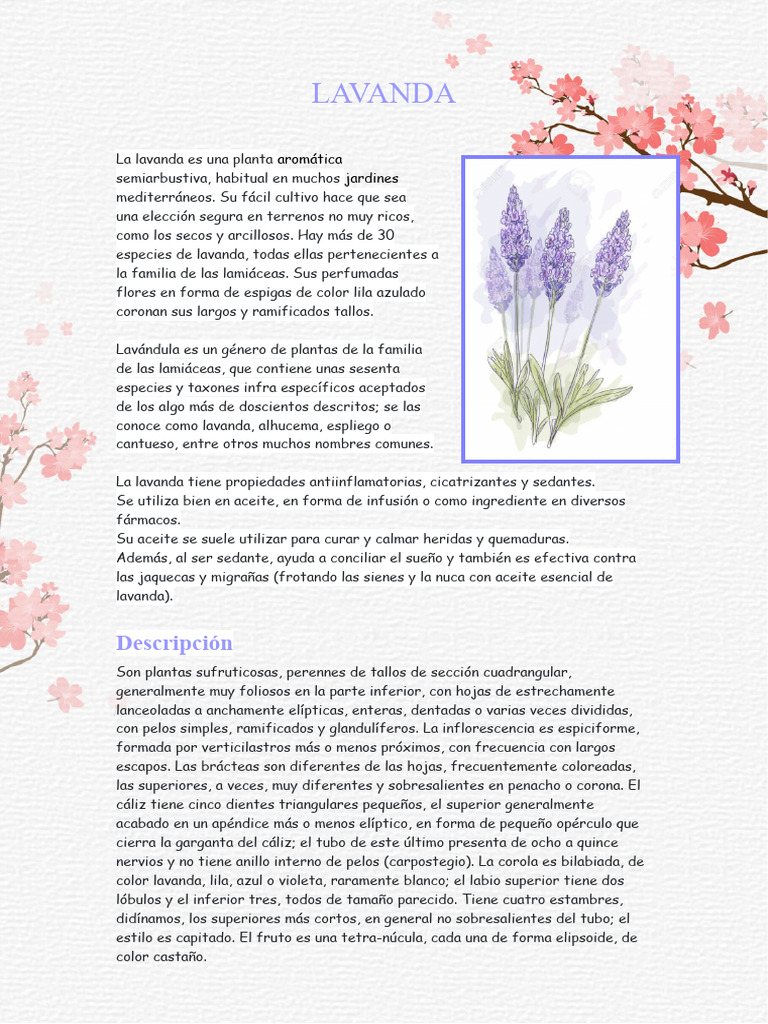 Lavanda | PDF | Cocina, comidas y vino | Hogar, jardinería y bricolaje