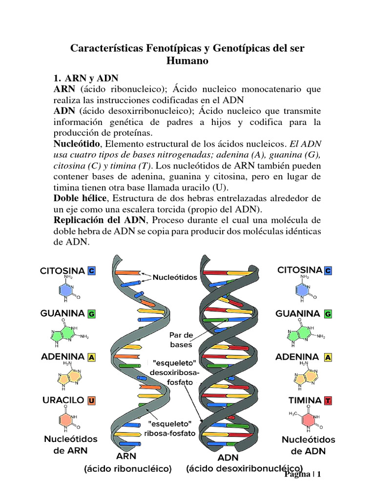 CaracterÃ Sticas FenotÃ Picas y GenotÃ Picas Del Ser Humano | PDF | Mitosis | Adn