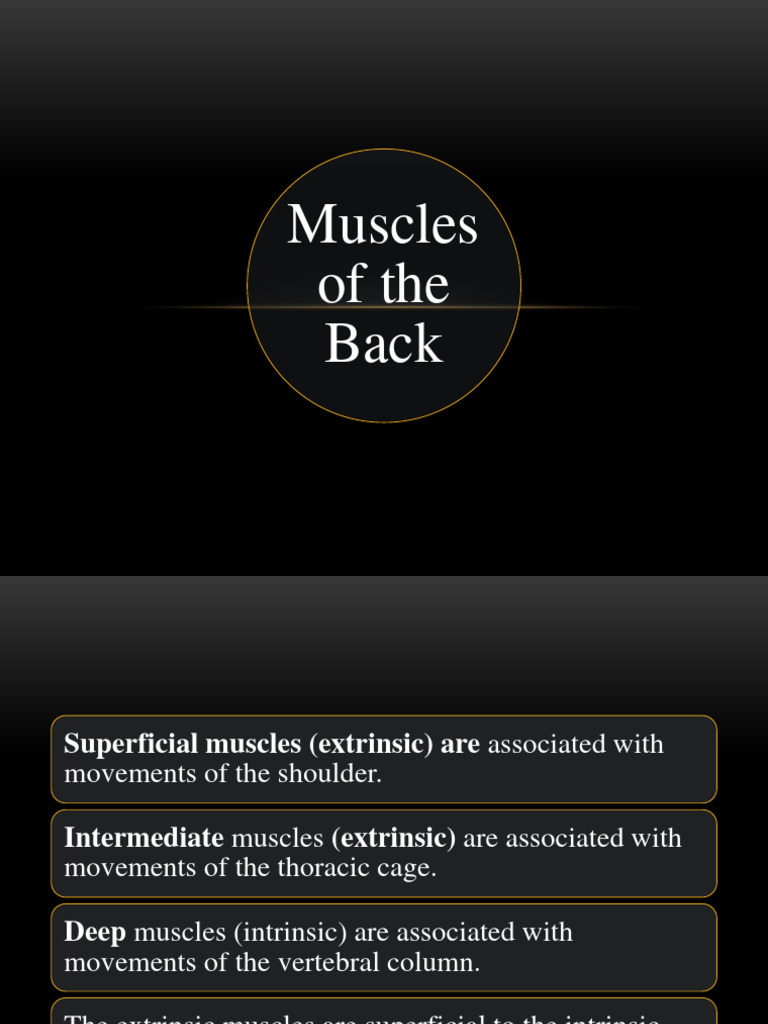 Muscles of Back | PDF | Vertebra | Vertebral Column