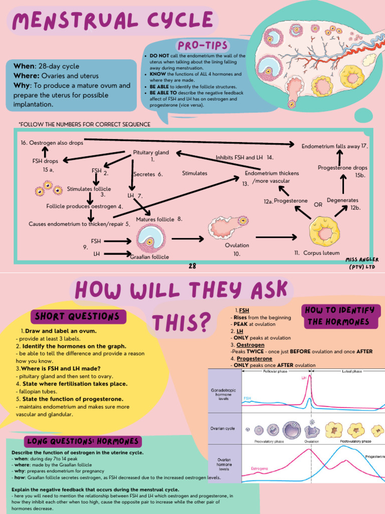 Menstrual Cycle and Implantation-1 | PDF | Menstrual Cycle ...