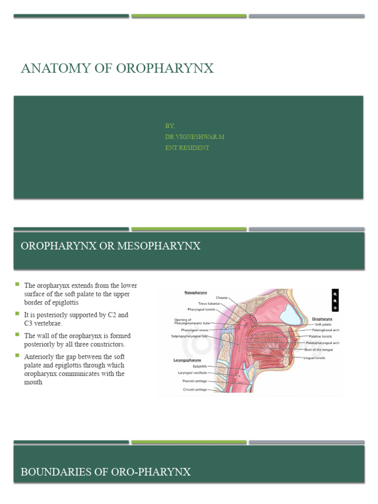 Oropharynx PPT Vignesh | Download Free PDF | Tongue | Anatomy
