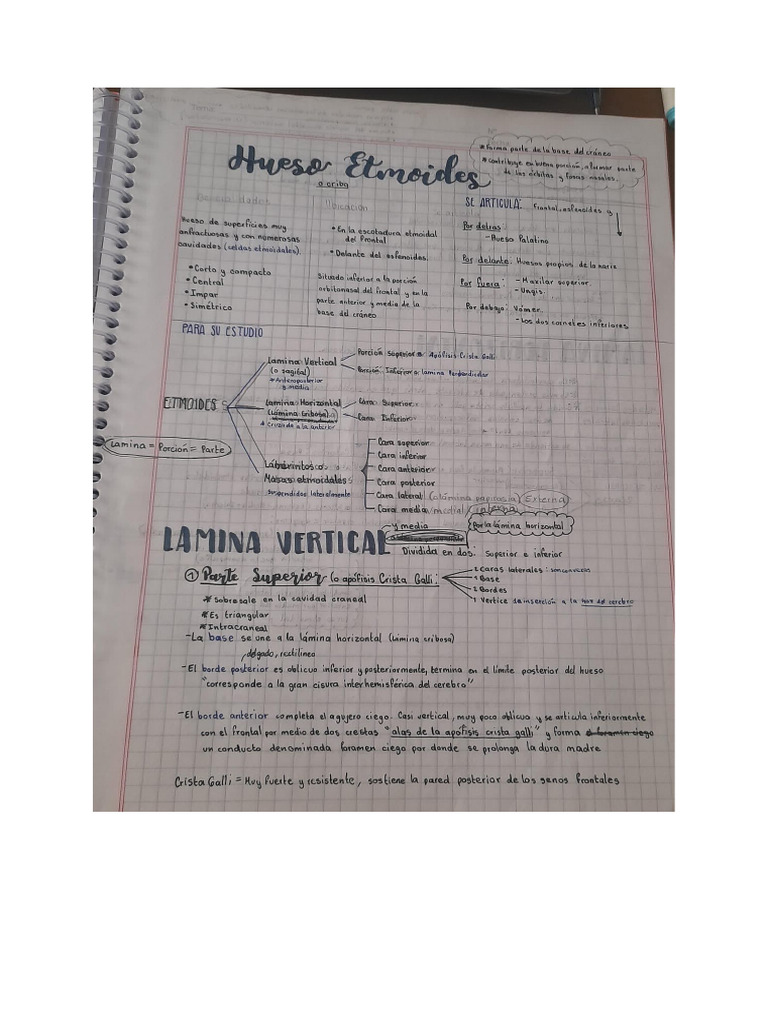 Mierd. Apuntes Del Hueso Etmoides Hola777.2024 | PDF