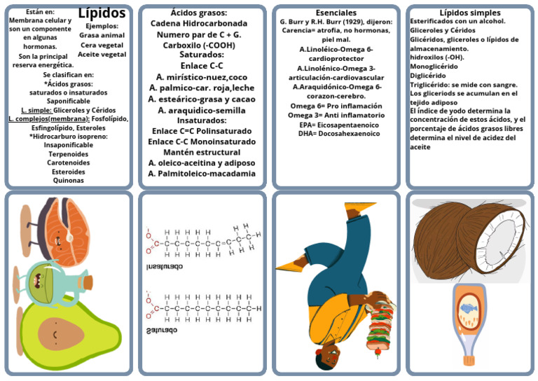 Colorful Illustrated Tundra Biome Food Web Flash Cards | PDF | Lípido ...