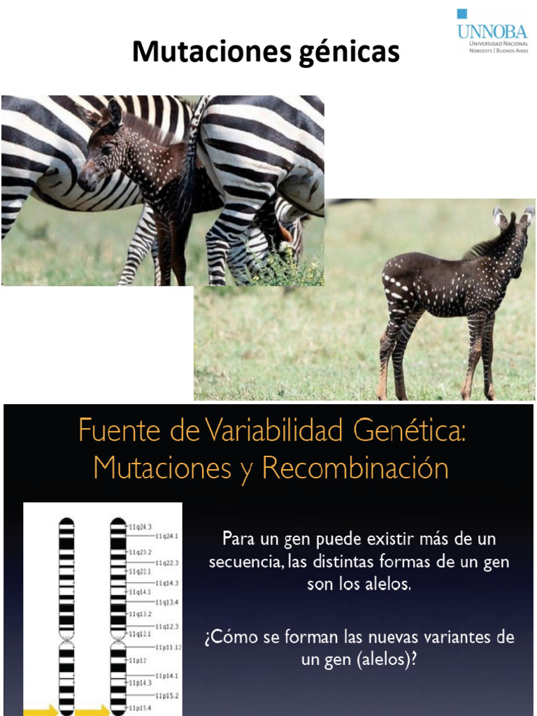 Teoría de las Mutaciones Génicas | PDF | Mutageno | Mutación