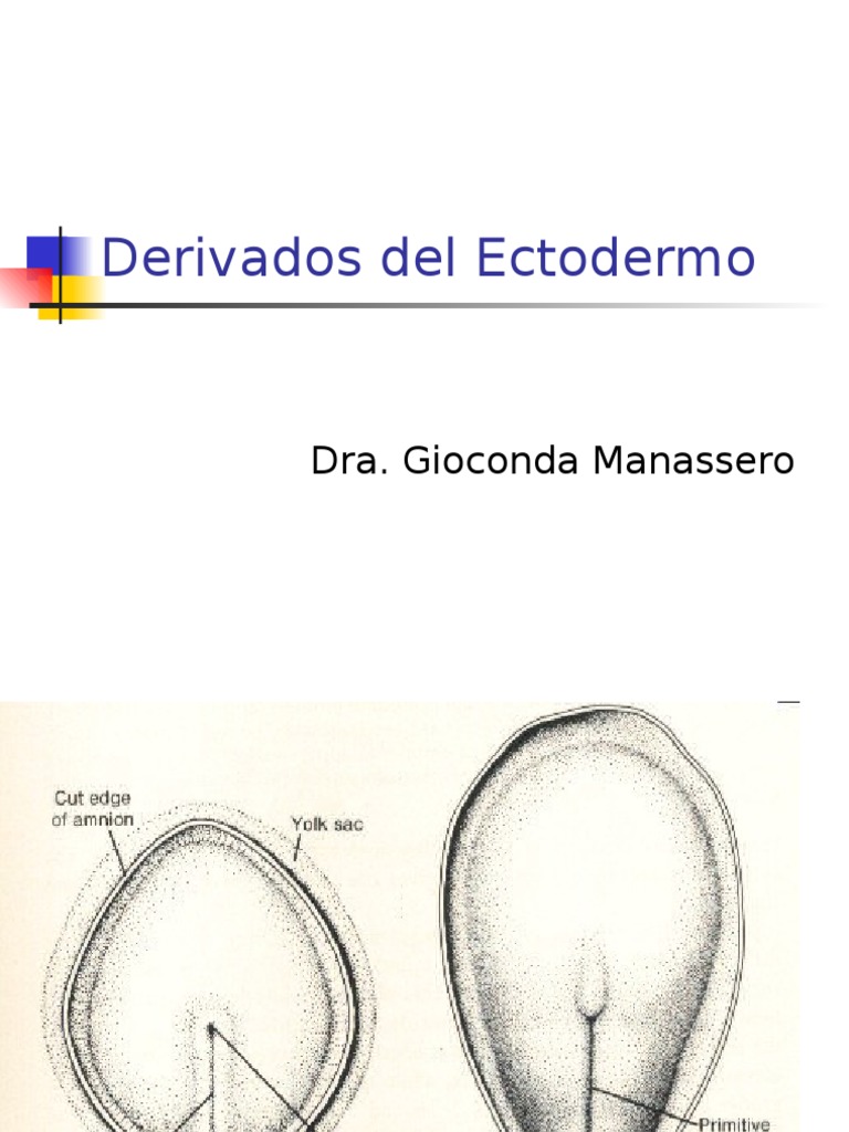 Derivados Del Ectodermo | Oído | Anatomía