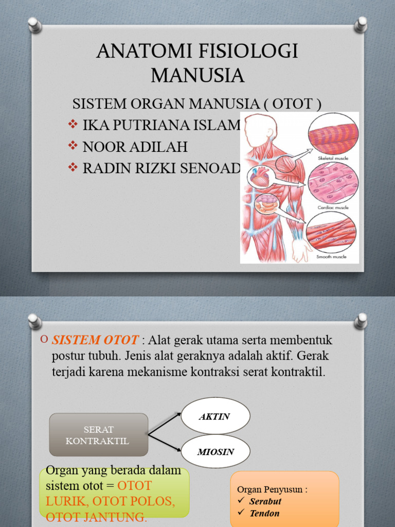 Anatomi Fisiologi Manusia | PDF