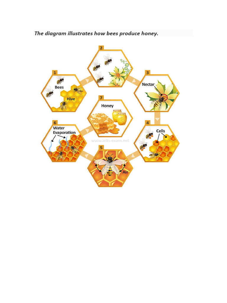 The Diagram Illustrates How Bees Produce Honey