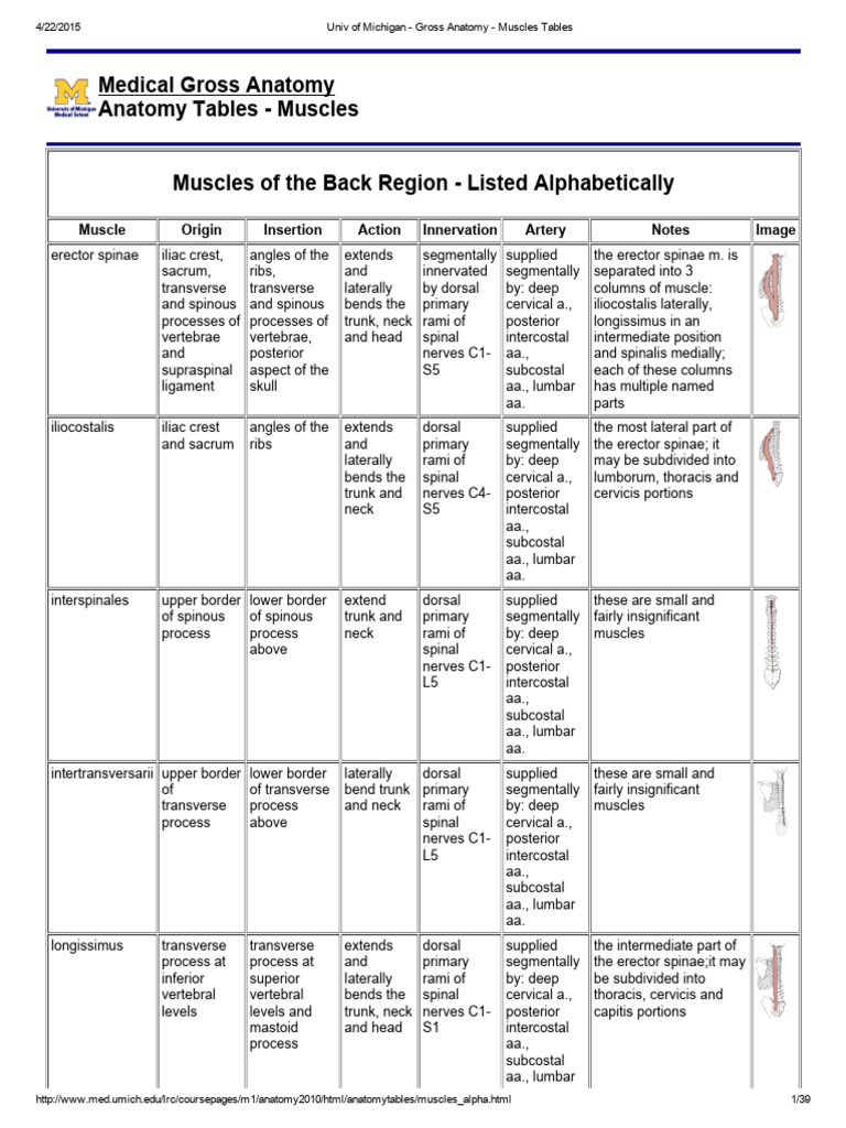 Gross Anatomy - Muscles Tables | PDF | Thumb | Hand
