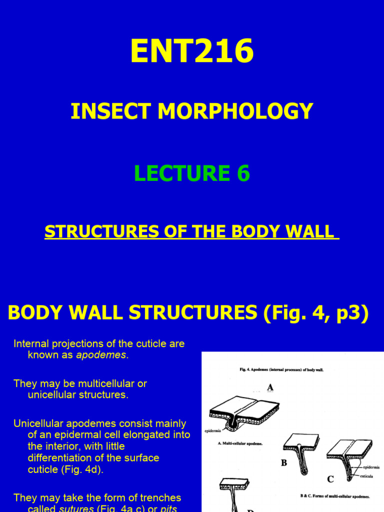 Insect Body Wall Structures Explained | PDF | Skin | Cell (Biology)