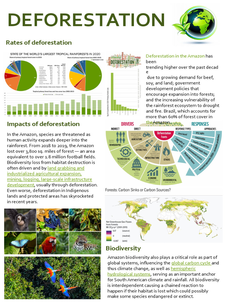 Deforestation Infographic GCSE Geography | PDF | Deforestation | Amazon ...