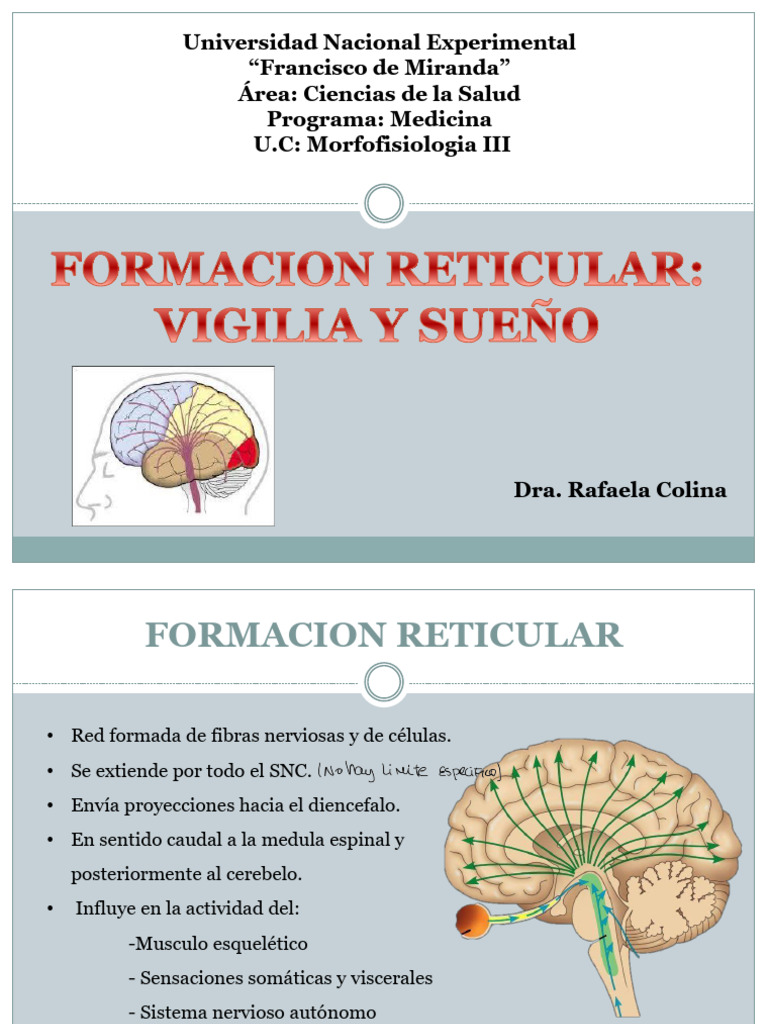 Formacion Reticular Vigilia y Sueño | PDF | Neurociencia | Anatomía
