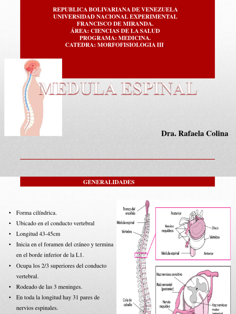 Diapositivas de Medula Espinal | PDF | Médula espinal | Cerebro