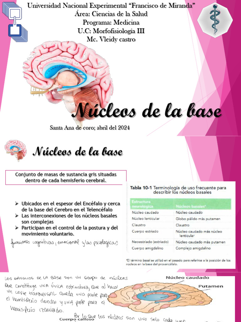 Funciones y Estructura de Núcleos de la Base | PDF | Ganglios basales ...