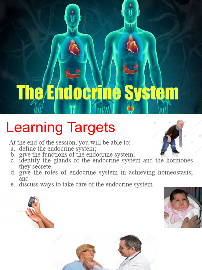 TOPIC 3 - The Endocrine System | Download Free PDF | Human Body | Endocrine System