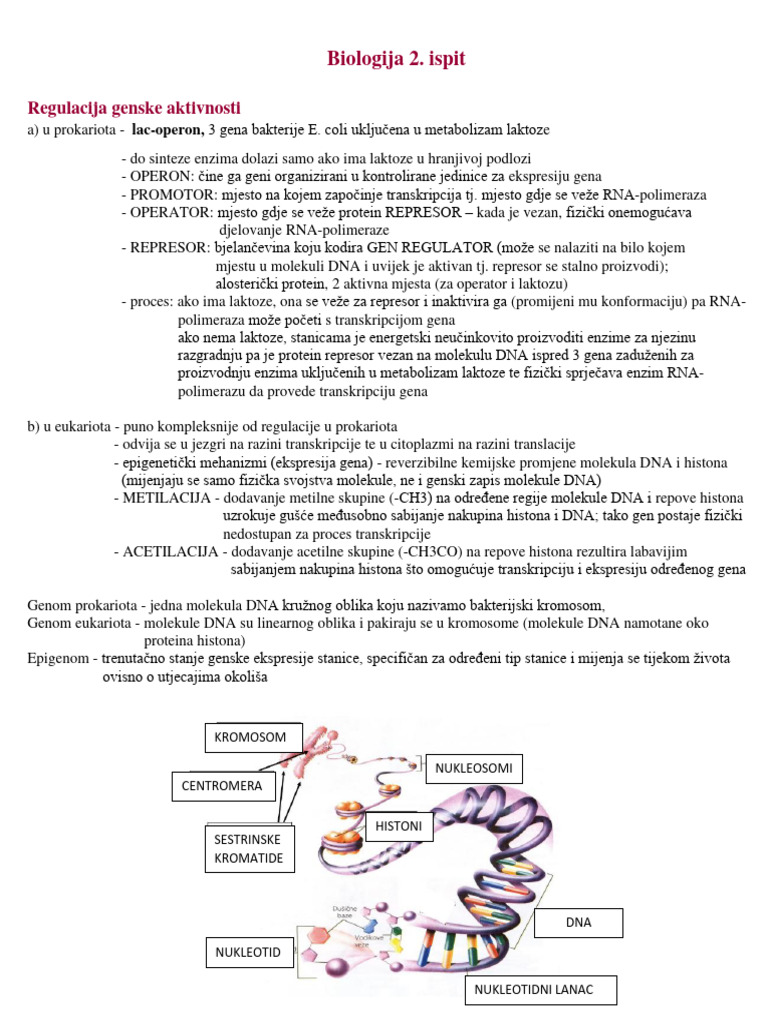 Biologija, 2. Ispit U 4. Razredu | PDF