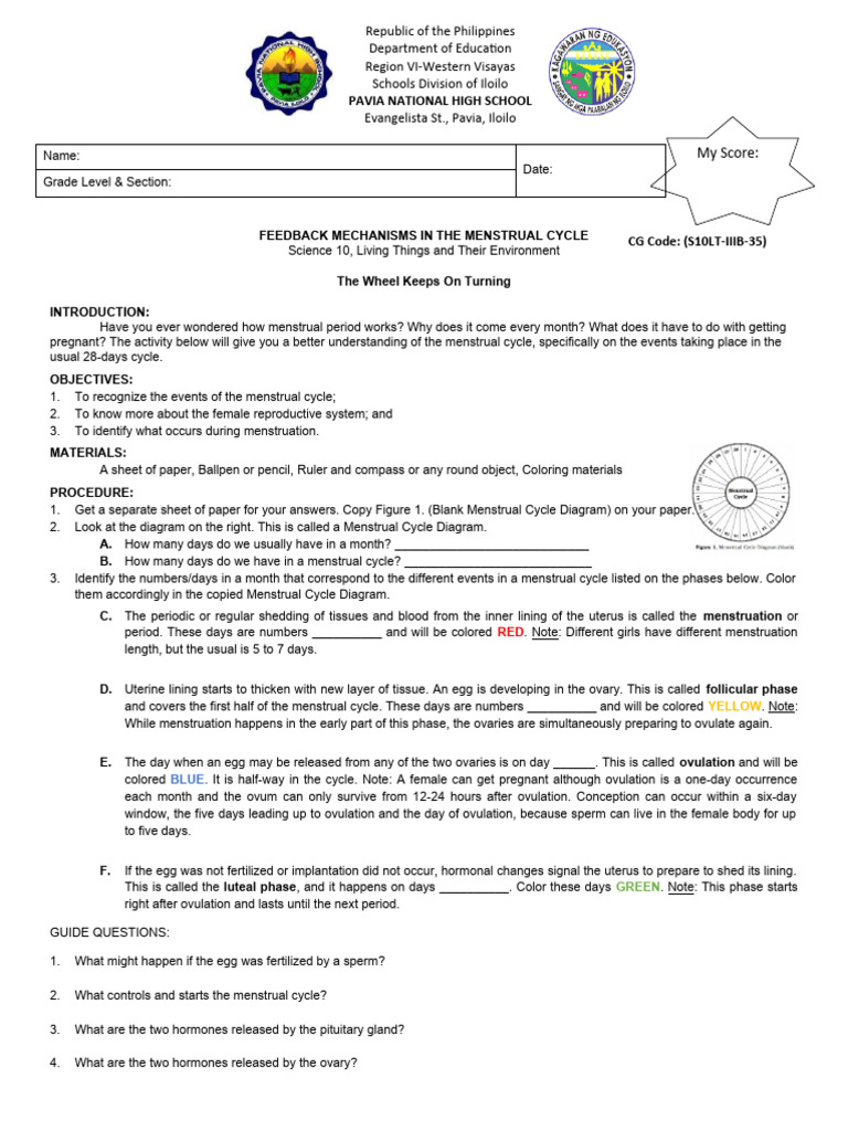 Menstrual Cycle Activity Worksheet | PDF | Menstrual Cycle | Animal ...