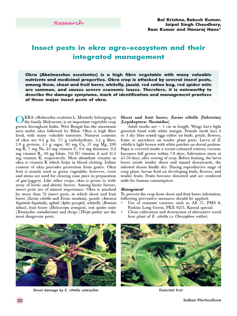 Major Insect Pests of Okra | PDF | Pest (Organism) | Insects