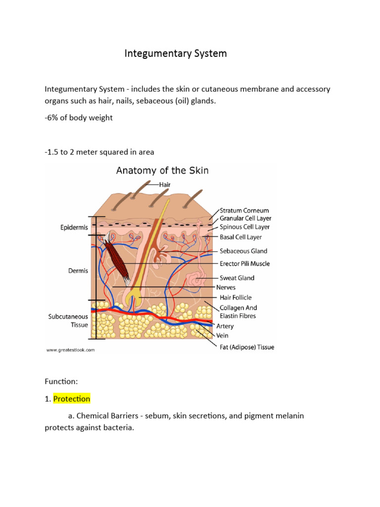Integumentary System | PDF | Skin | Nail (Anatomy)