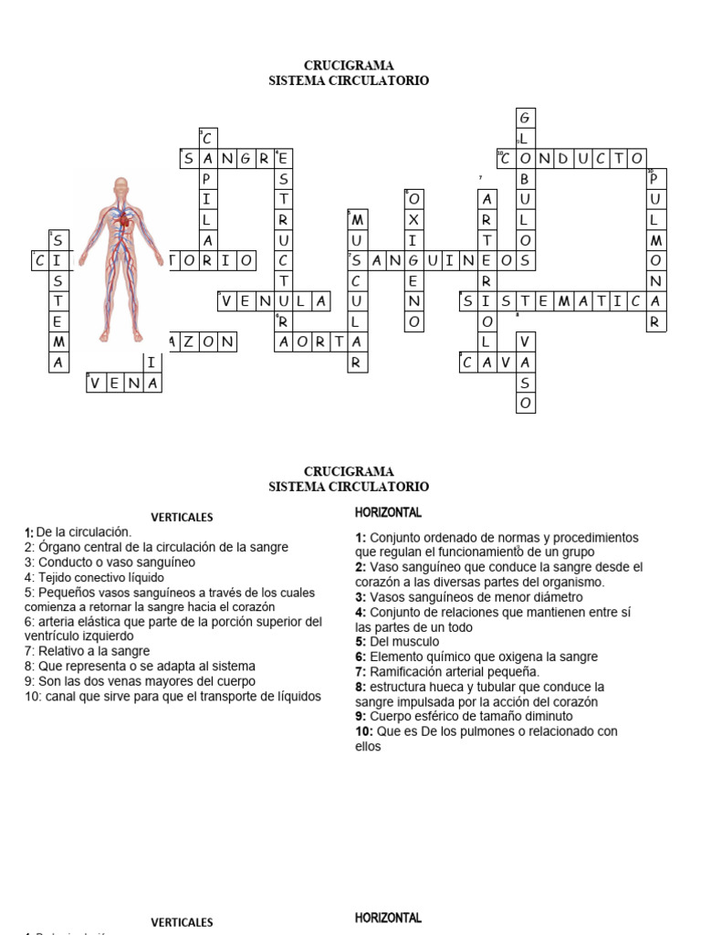 Crucigrama Sistema Circulatorio | PDF | Sistema circulatorio | Corazón