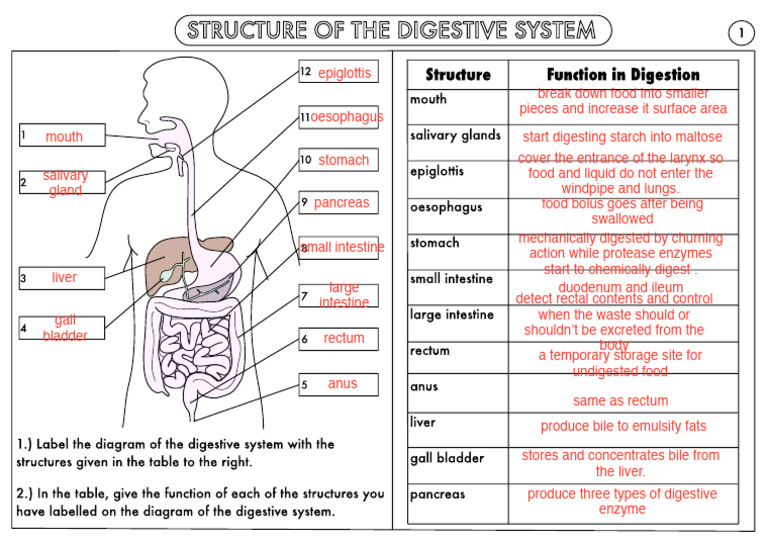 GCSE Digestive System Structure and Function Worksheet | PDF
