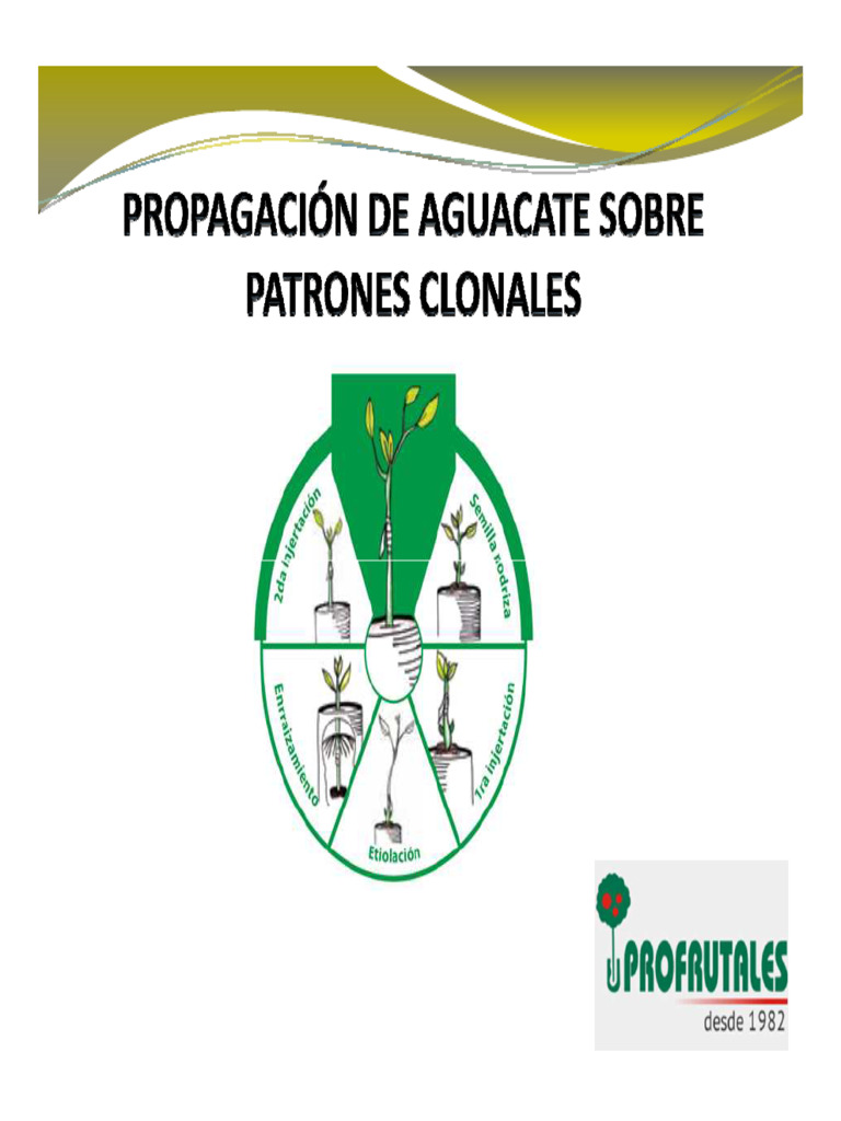 propagacion_de_aguacate | PDF | Siembra | Semilla