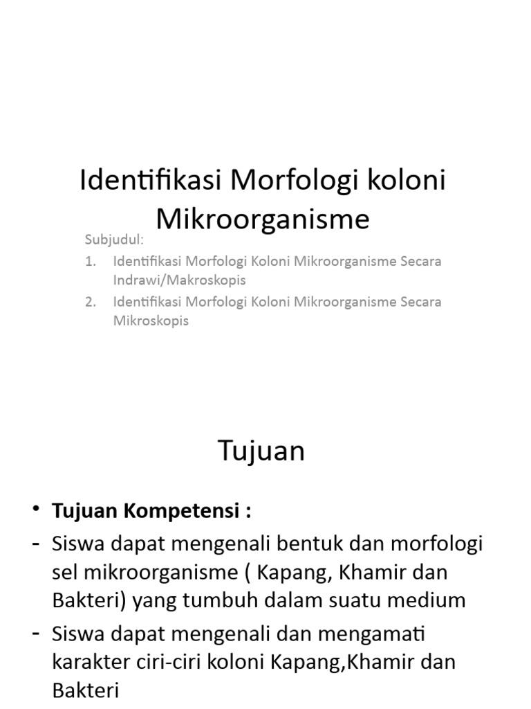 Identifikasi Morfologi Dan Koloni Mikroorganisme | PDF | Sains & Matematika