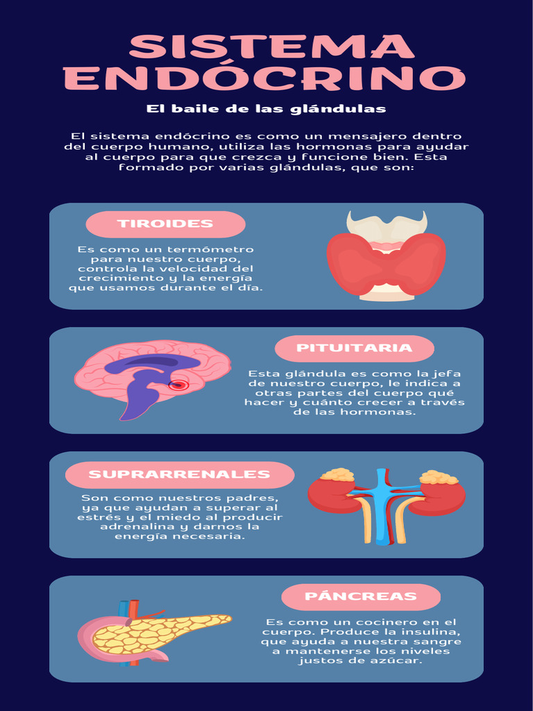 Infografía Del Sistema Endócrino Educativo Azul y Rosa | PDF