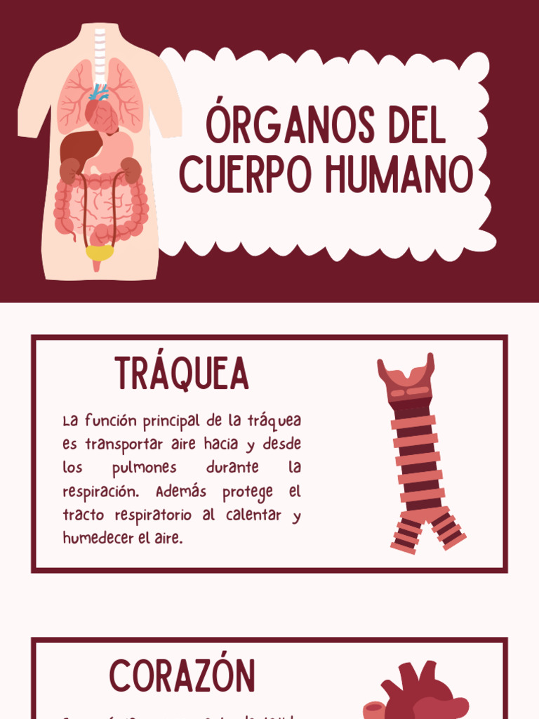 Funciones de Órganos Humanos Clave | PDF