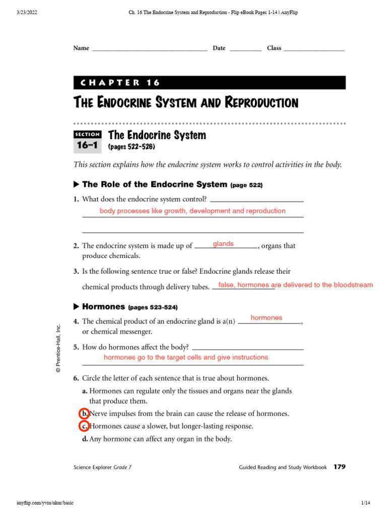 Endocrine System Worksheet | PDF