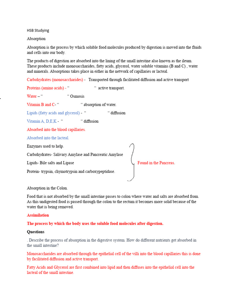 HSB Studying | PDF | Digestion | Breathing