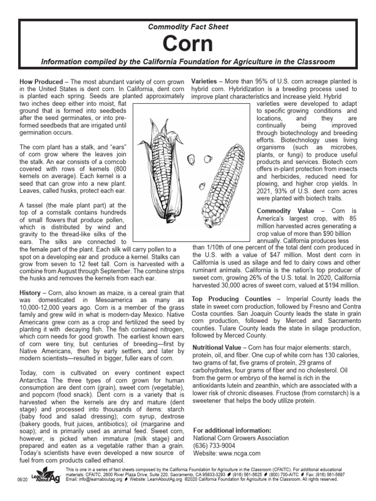 corn | PDF | Maize | Agriculture