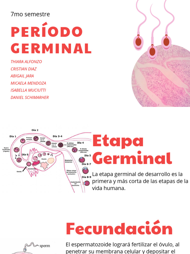 Etapa Germinal del Desarrollo Humano | PDF | Embrión | El embarazo