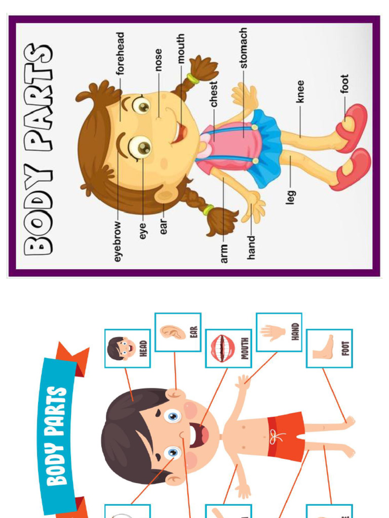 Body Part Study Material For Kids | PDF