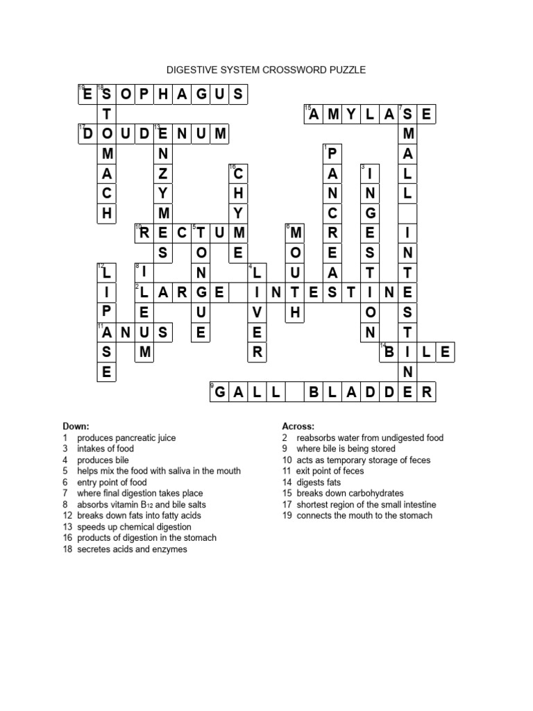 Digestive System Crossword Puzzle | PDF