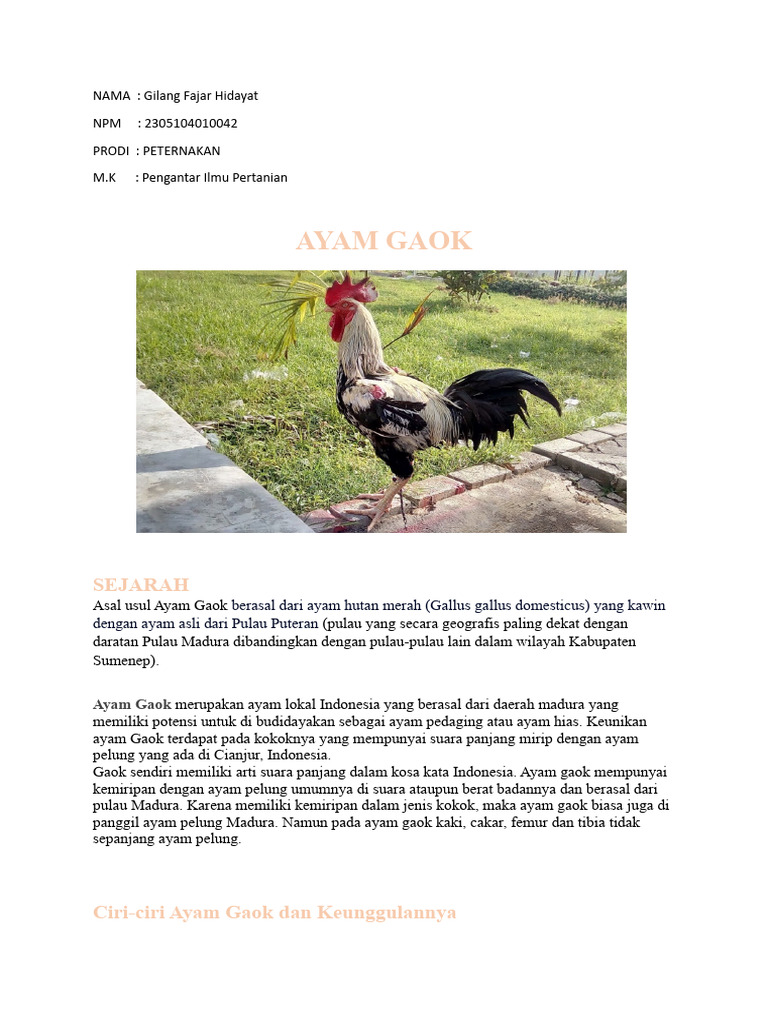 Ayam Gaok Gilang | PDF