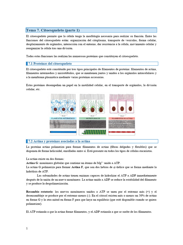 BIO Tema 7. Citoesqueleto (Parte I) | PDF | Actina | Músculo