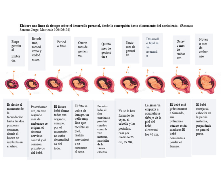Elabore Una Línea de Tiempo Sobre El Desarrollo Prenatal | PDF | Feto | Salud maternal