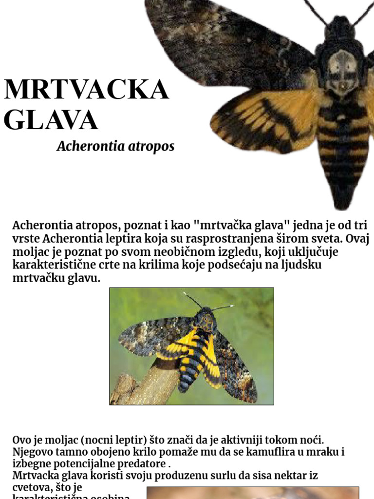 Mrtvacka Glava | PDF