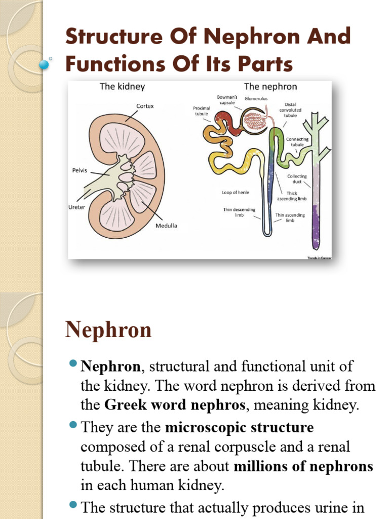 Nephron Structure and Functions Explained | PDF | Kidney | Abdomen