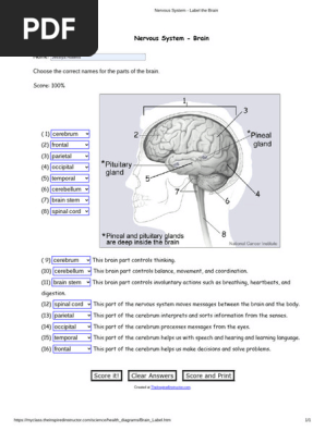 The Brain Nervous System Label Worksheet Cranial Nerves Anatomy And