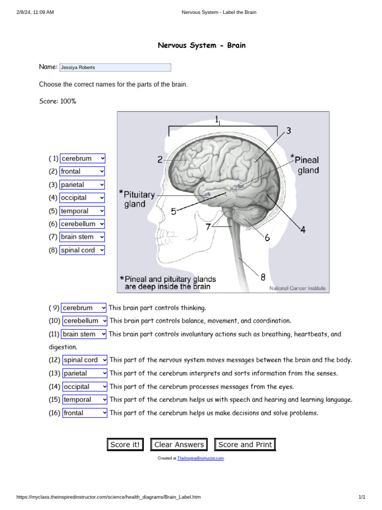 Brain Parts Identification Quiz | PDF | Science & Mathematics