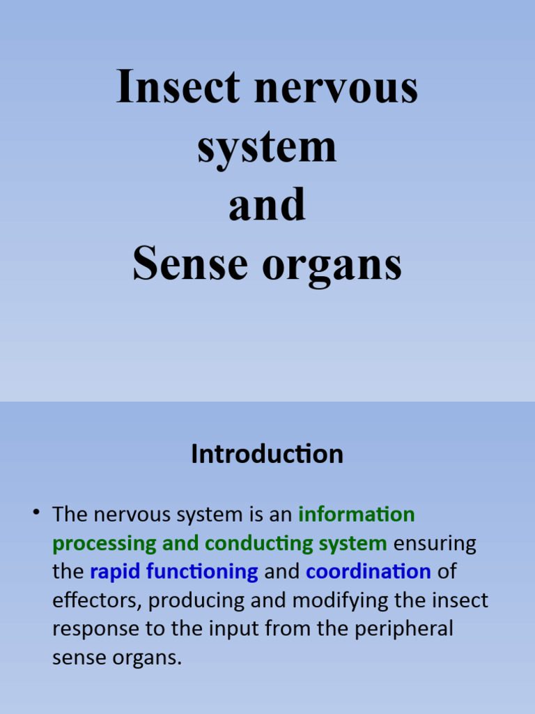 10..insect Nervous System New | PDF | Neuron | Nervous System