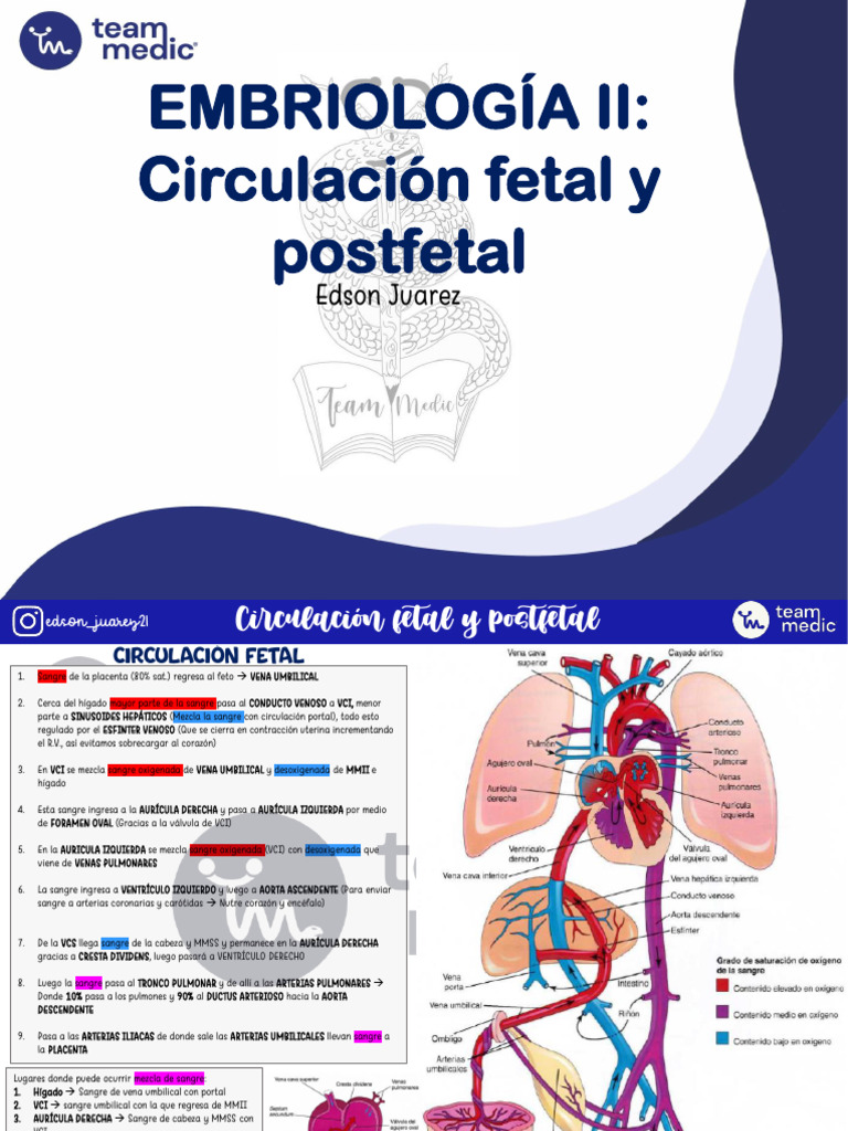 Circulacion Fetal y Post Fetal | PDF | Feto | Sistema circulatorio