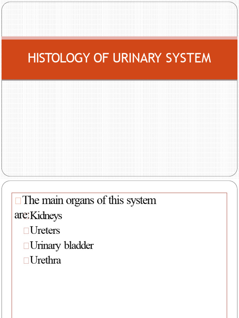 Histology of Urinary System | PDF | Genitourinary System | Kidney